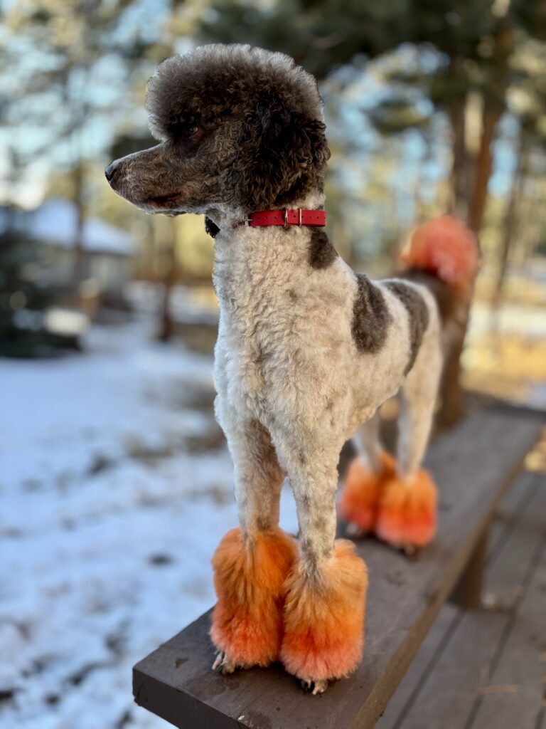 Private Training | Crystal Canine Training